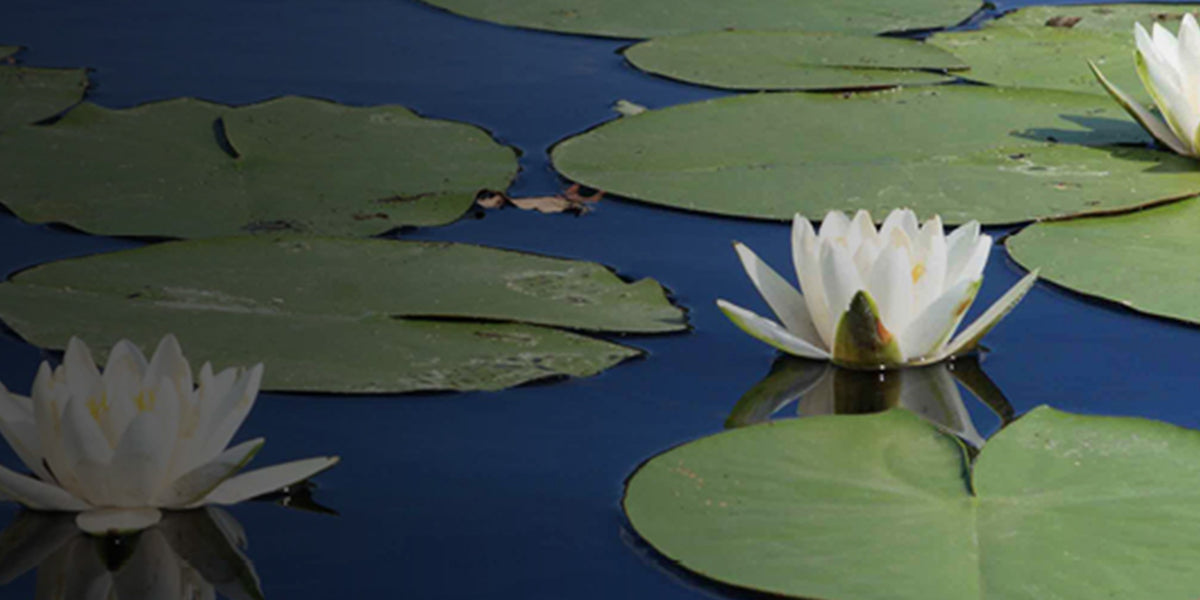 Let’s Talk Pond Dye… 5 Benefits of Pond Dye — Great Lakes Bio Systems